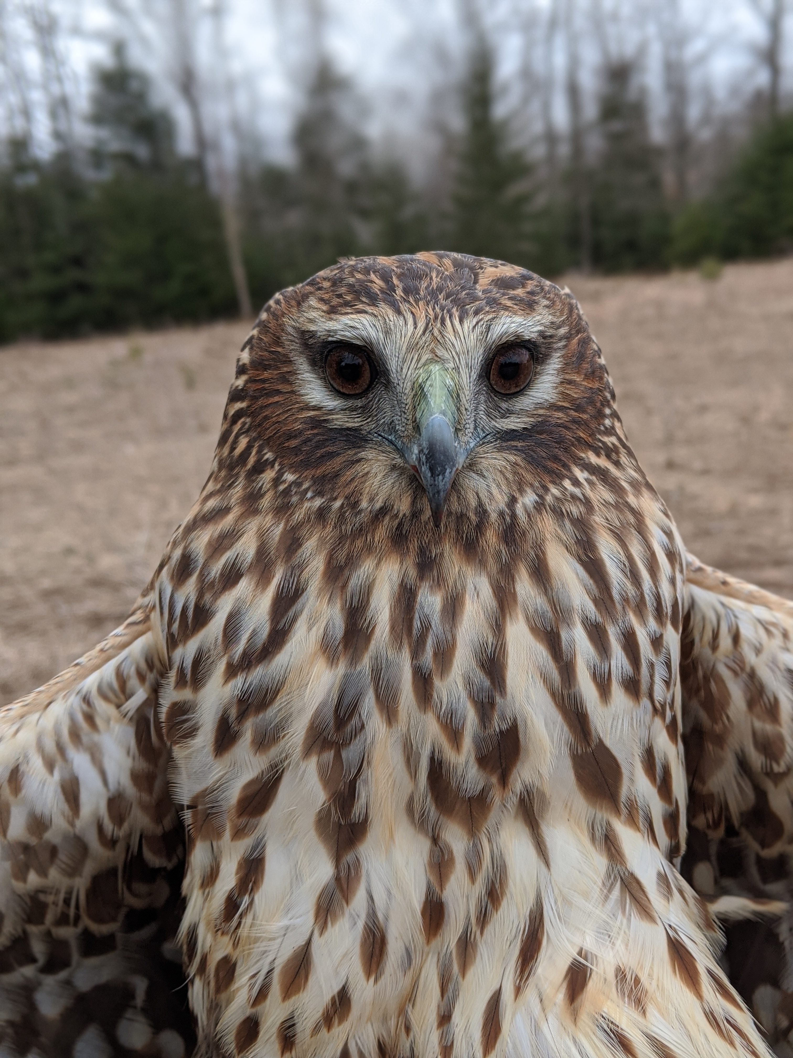 The Ol Bog Trotter! Raptor Trapping Update #2 - Mackinac Straits Raptor ...