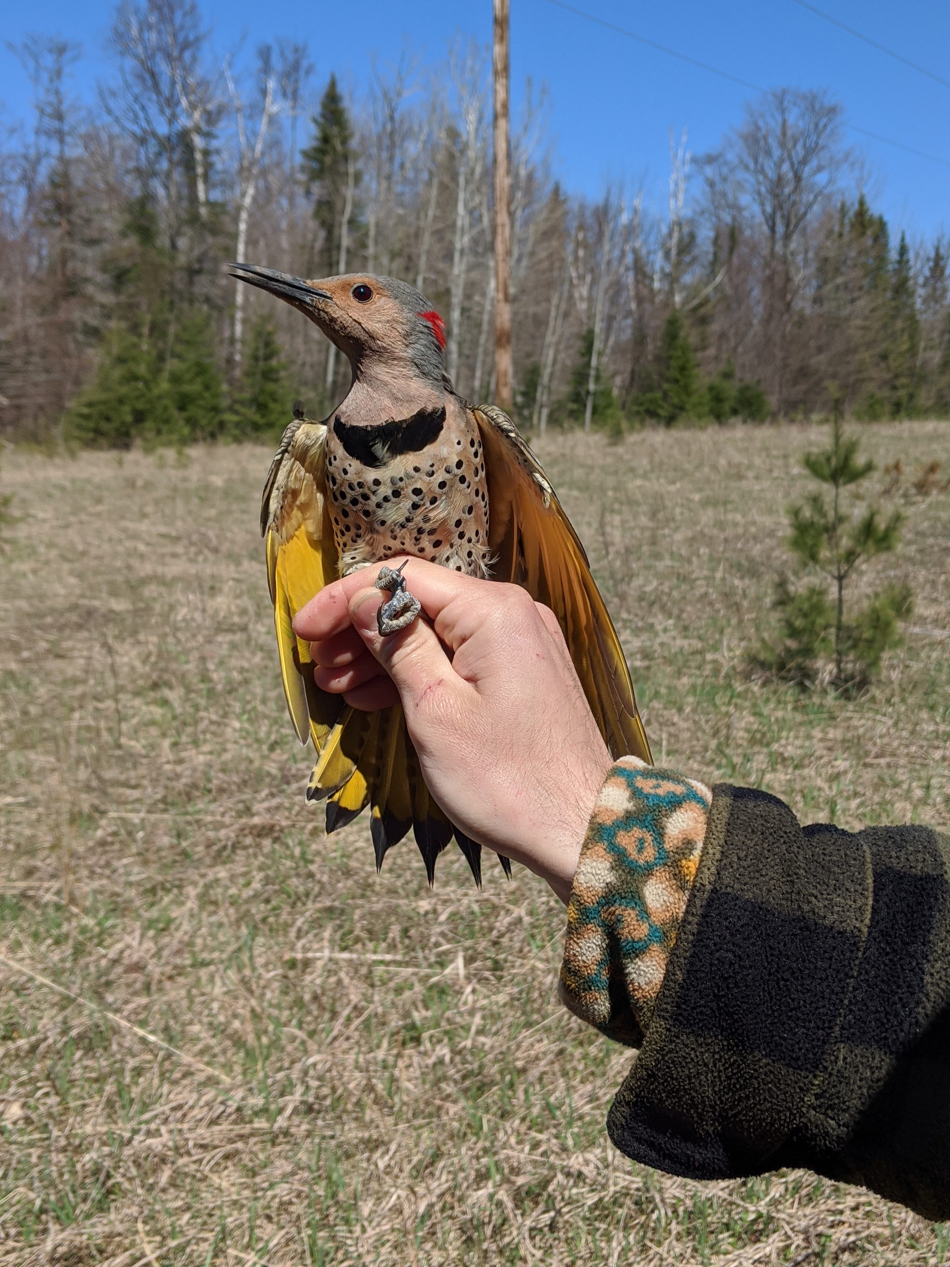 In the home stretch! Raptor Banding update - Mackinac Straits Raptor Watch