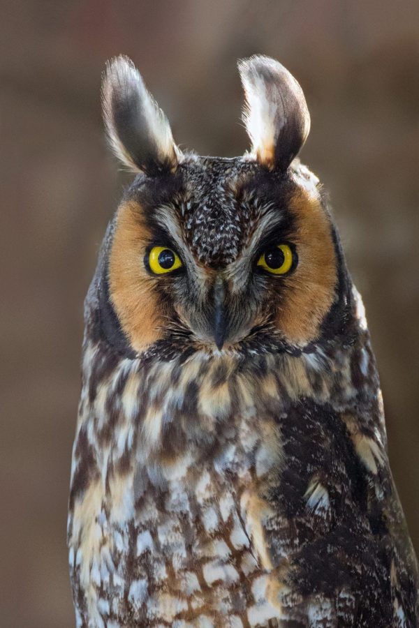 Home | Dedicated To Raptor Research - Mackinac Straits Raptor Watch