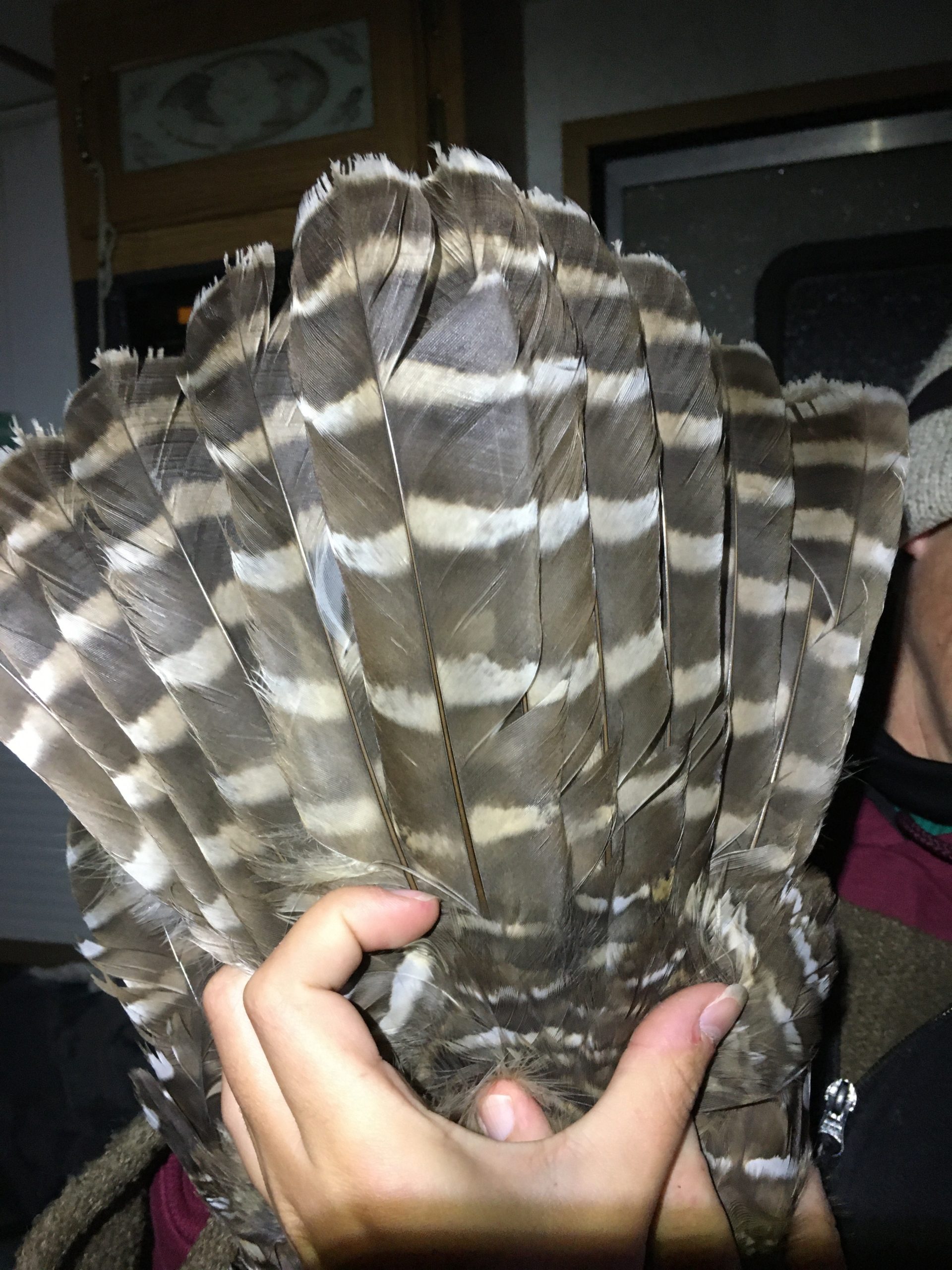 A Primer on Ageing an Owl - Mackinac Straits Raptor Watch