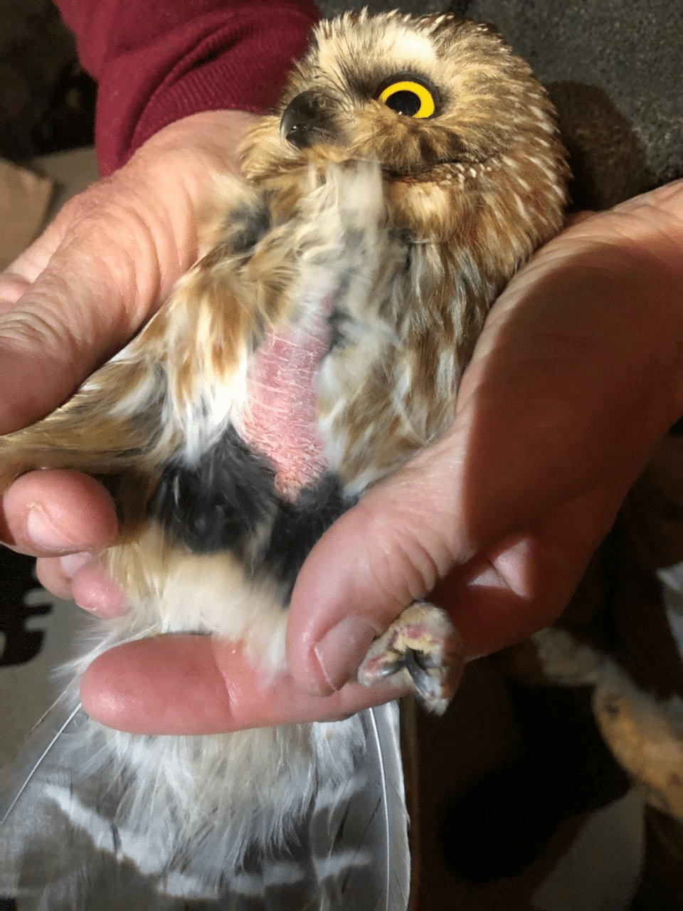 Local Owl Breeding! - Mackinac Straits Raptor Watch