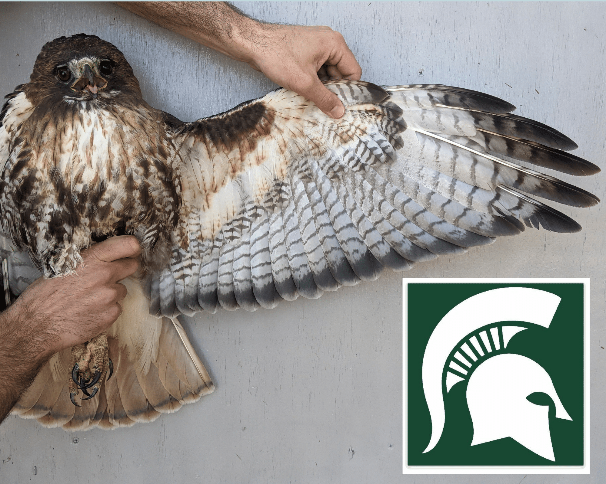 Raptor Banding Season Summary 2021 - Mackinac Straits Raptor Watch