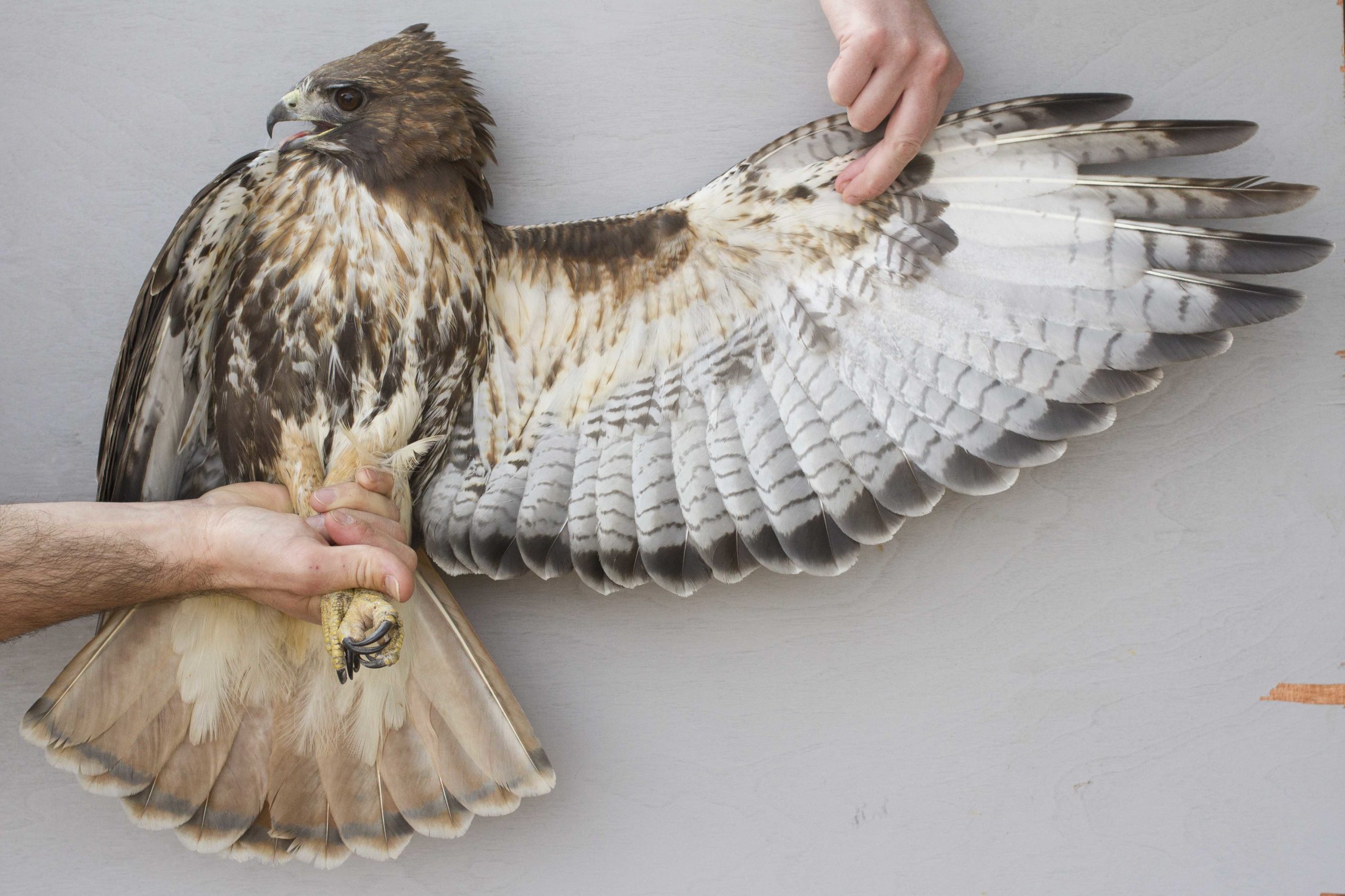 “My Old Kentucky Home” - Mackinac Straits Raptor Watch