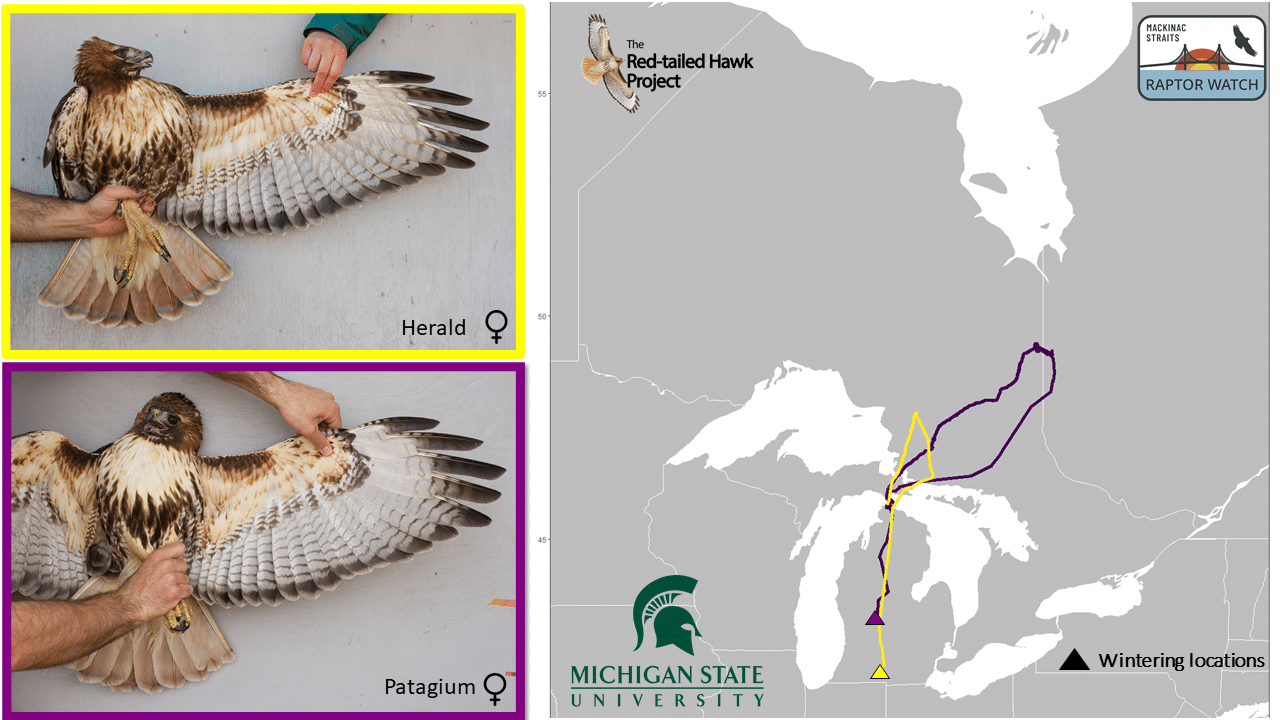 Patagium and Herald call Michigan home for the Winter - Mackinac ...