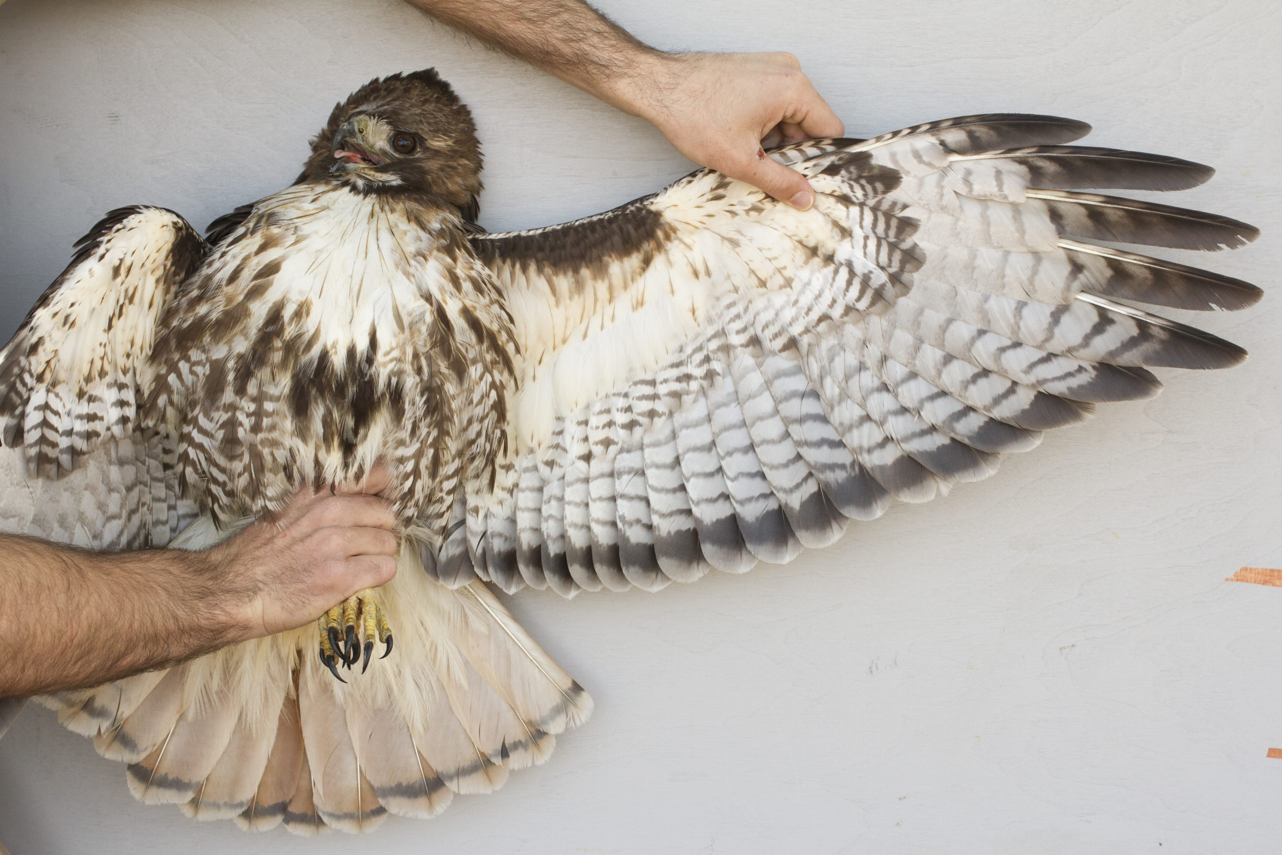 Red-tailed Hawk Fall Migration 2022: The Race to the Straits - Mackinac ...