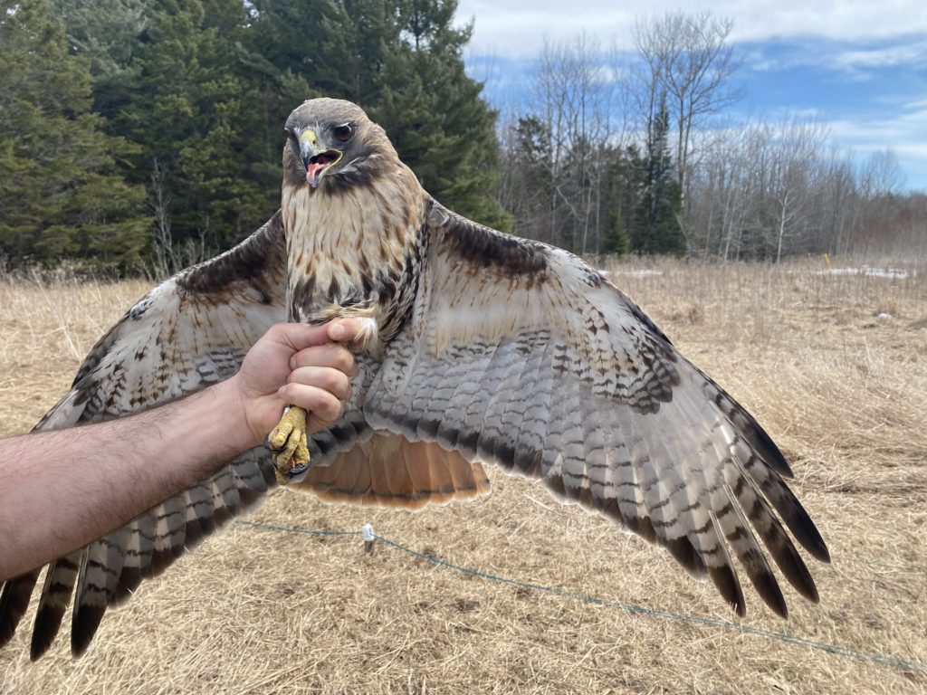 Raptor Banding: Week 1 - Mackinac Straits Raptor Watch