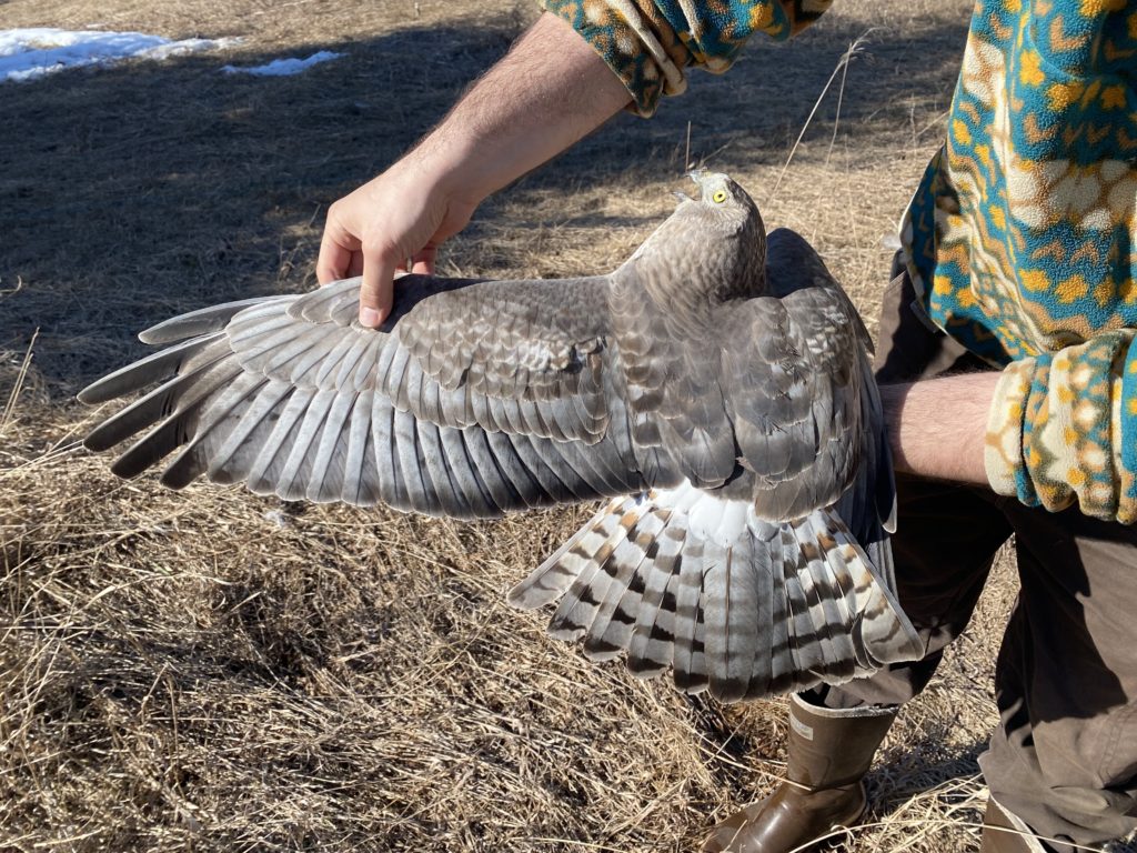 Raptor Banding: Week 1 - Mackinac Straits Raptor Watch