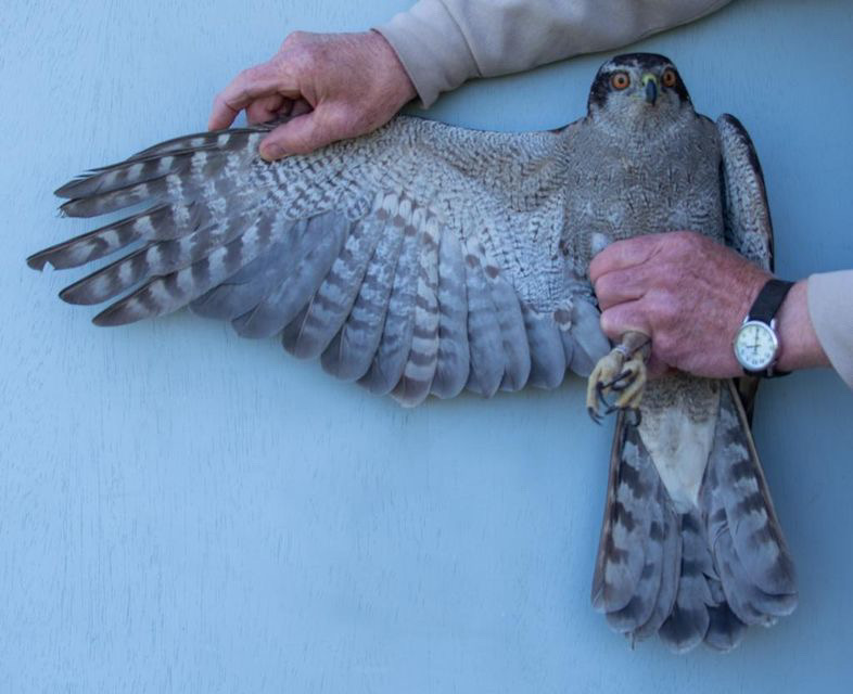 Raptor Banding: Weeks 7+8 - Mackinac Straits Raptor Watch