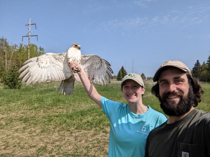 Raptor Banding: Weeks 7+8 - Mackinac Straits Raptor Watch