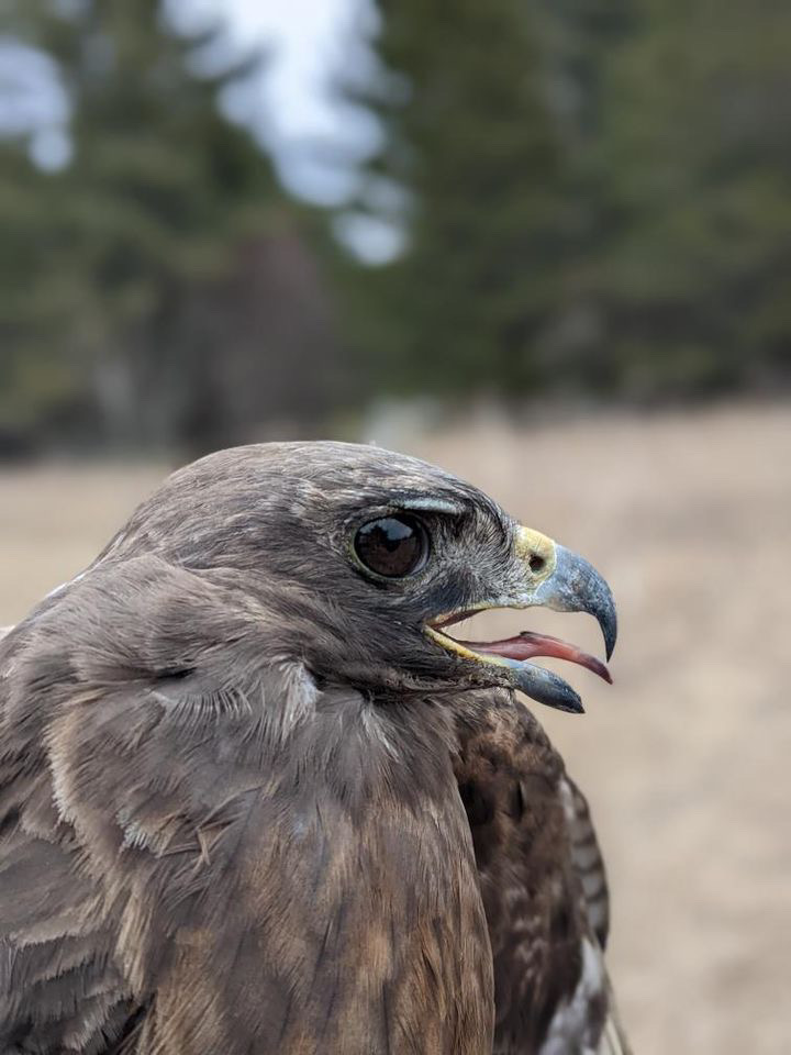 Raptor Banding: Weeks 7+8 - Mackinac Straits Raptor Watch