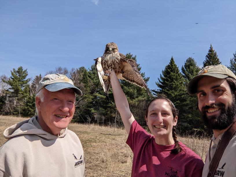 Raptor Banding: Weeks 7+8 - Mackinac Straits Raptor Watch