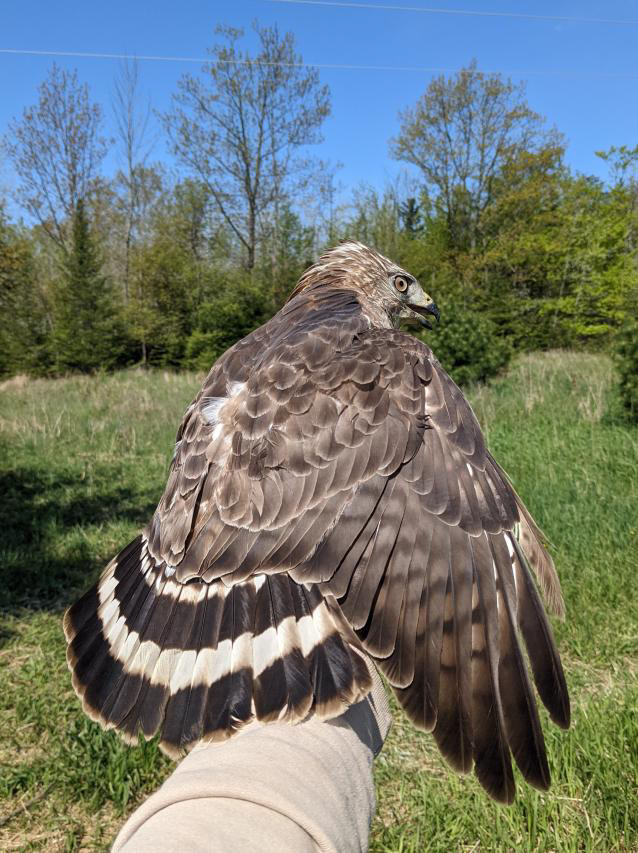 Raptor Banding: Weeks 7+8 - Mackinac Straits Raptor Watch