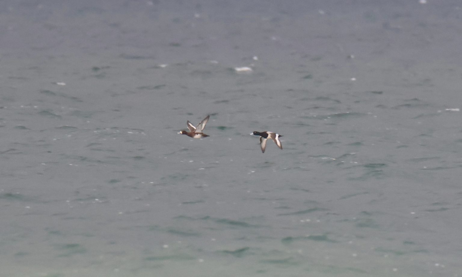 Spring Waterbird Count: Week 7 - Mackinac Straits Raptor Watch