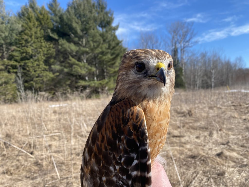 Raptor Banding: Weeks 7+8 - Mackinac Straits Raptor Watch