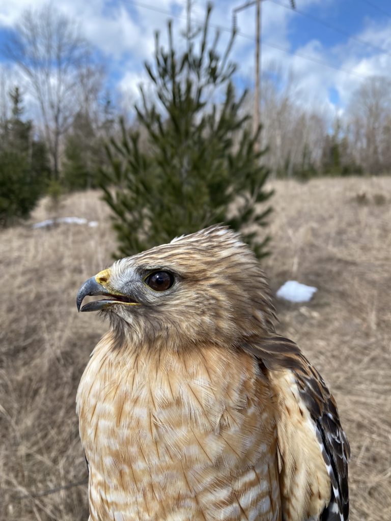 Raptor Banding: Weeks 7+8 - Mackinac Straits Raptor Watch