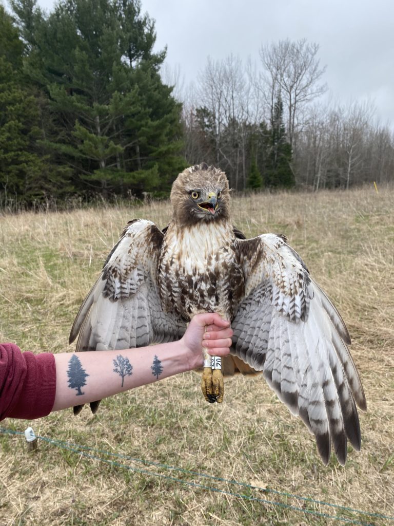 Raptor Banding: Week 4 - Mackinac Straits Raptor Watch