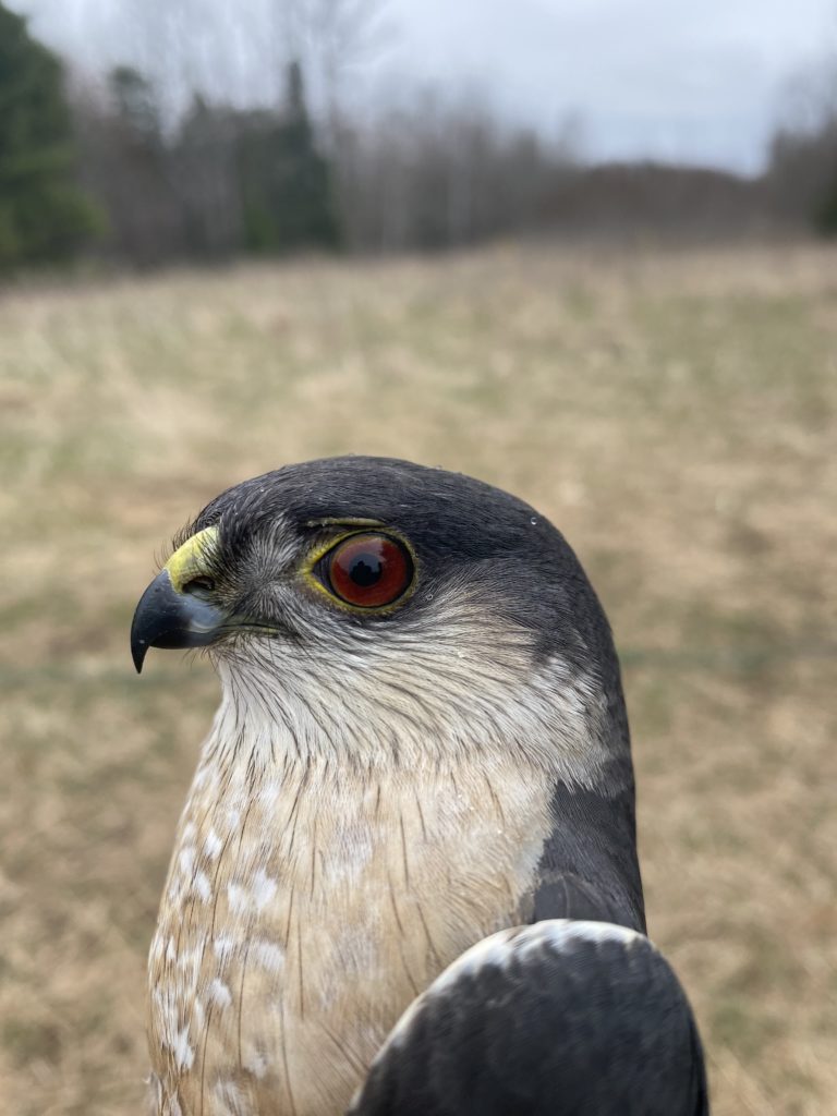 Raptor Banding: Week 4 - Mackinac Straits Raptor Watch