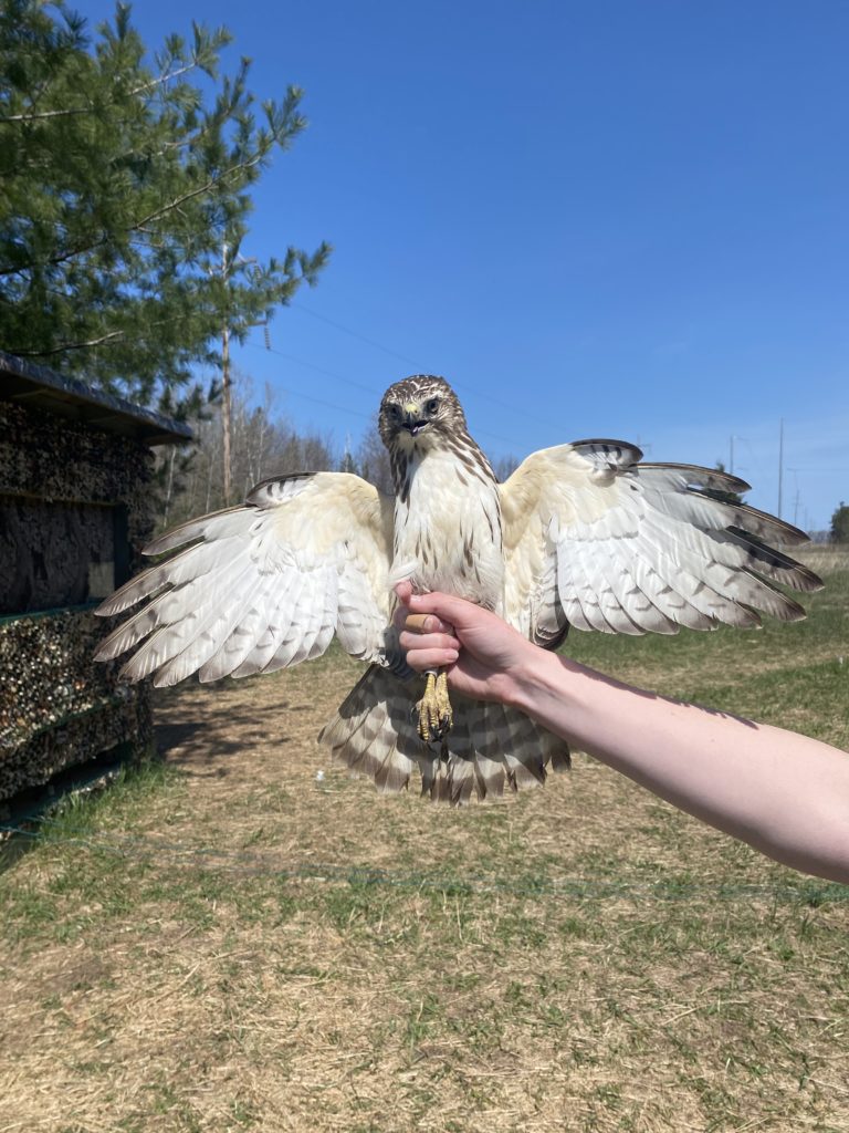 Raptor Banding: Week 6 - Mackinac Straits Raptor Watch