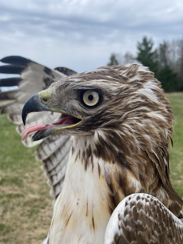 Raptor Banding: Week 6 - Mackinac Straits Raptor Watch