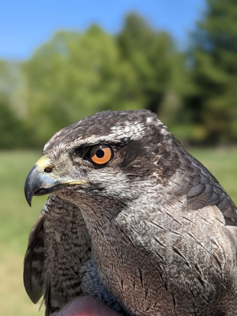 Raptor Banding: Weeks 7+8 - Mackinac Straits Raptor Watch