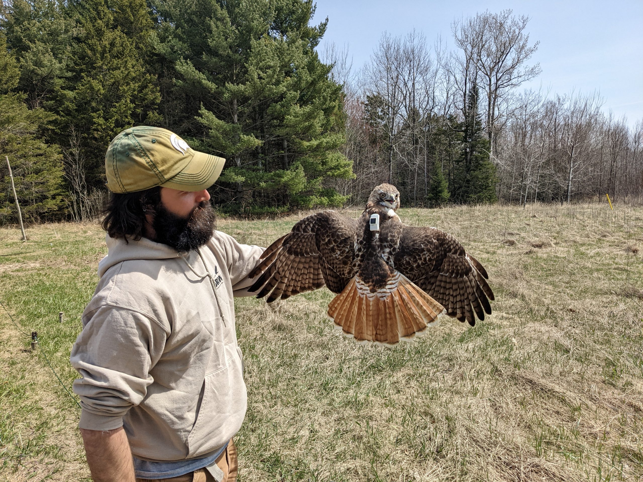 Red-tailed Hawk Movement Update: A new loop migration around Lake ...