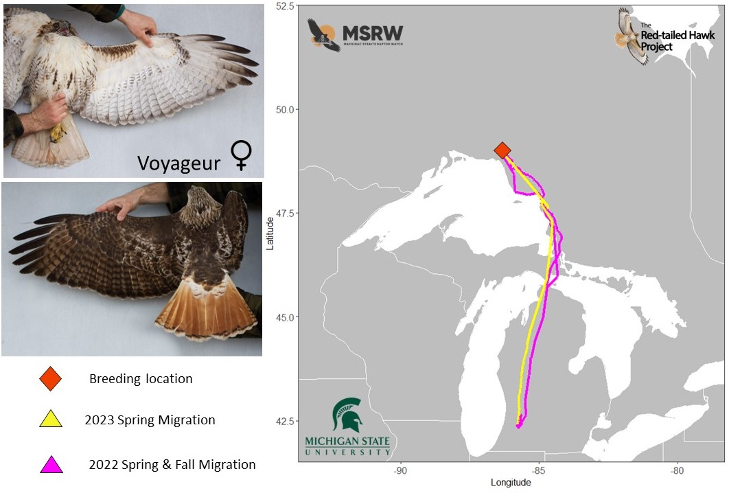 Red-tailed Hawk Movement Update: A new loop migration around Lake ...