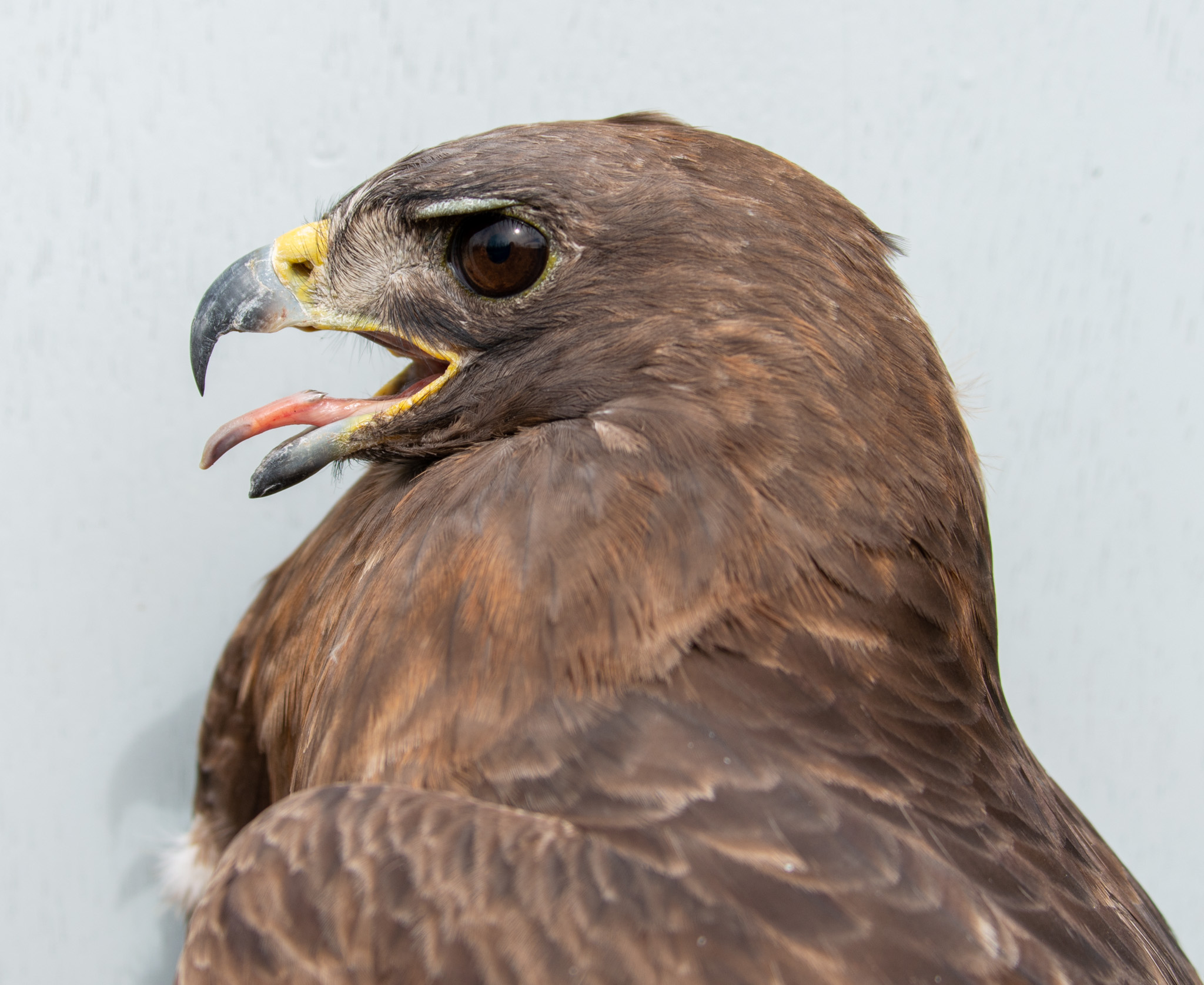 Red-tailed Hawk Movement Update – Fall Migration edition - Mackinac ...