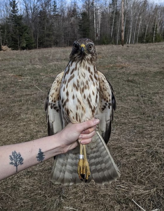 Raptor Banding: Week 2 - Mackinac Straits Raptor Watch