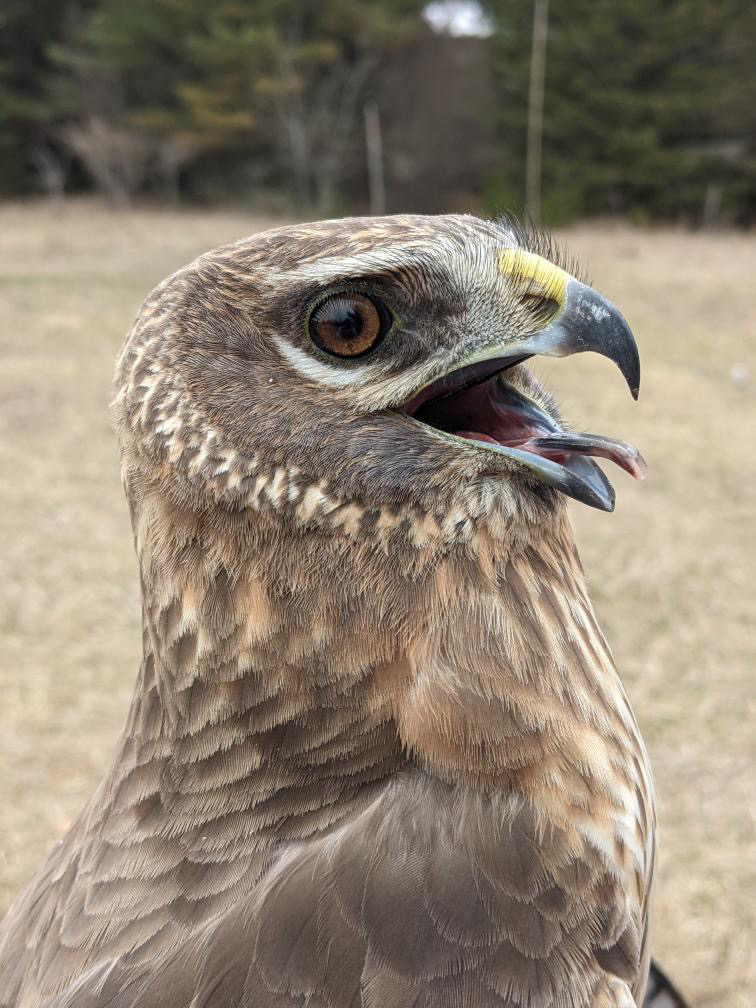 Raptor Banding: Week 2 - Mackinac Straits Raptor Watch