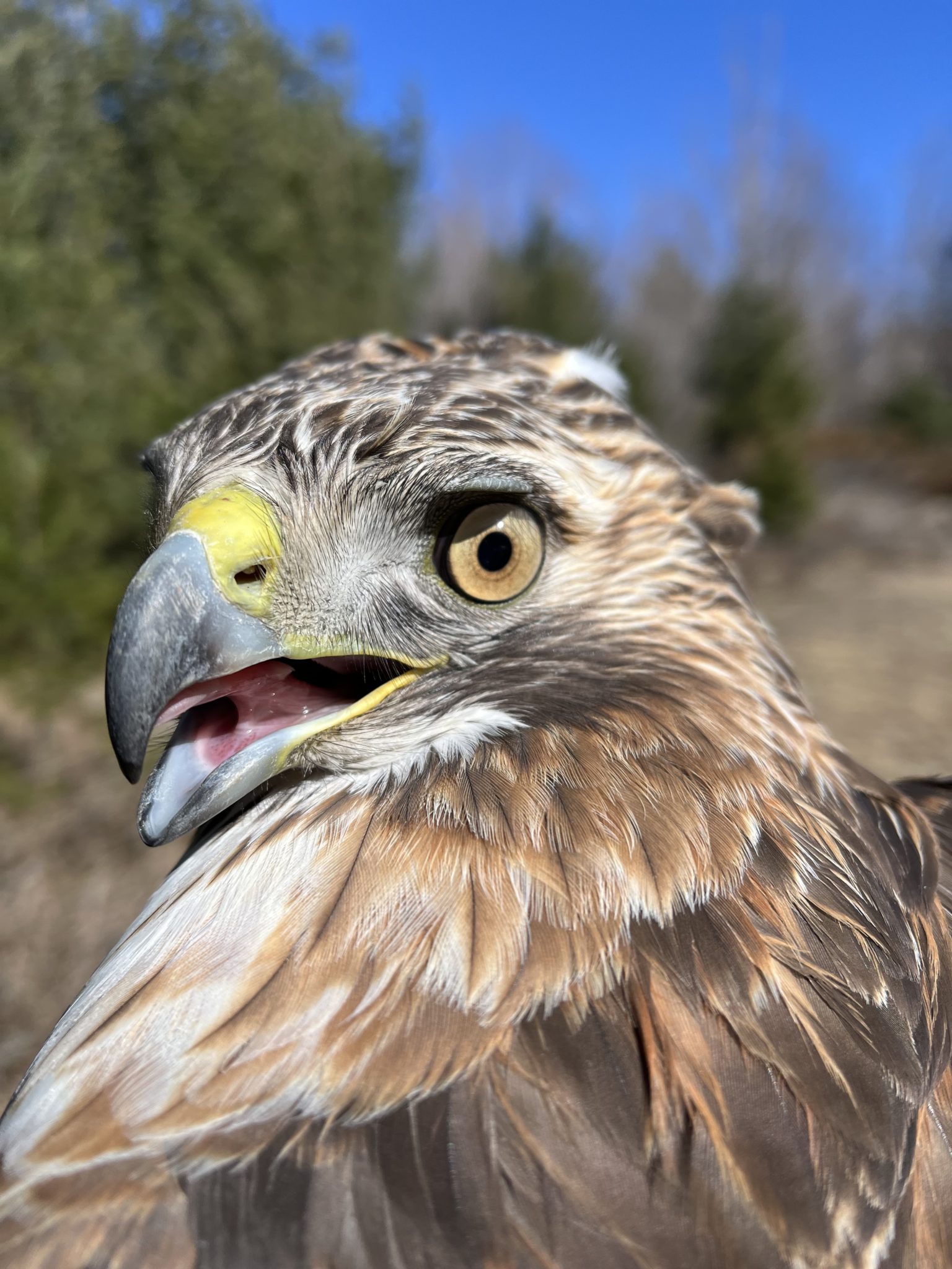Raptor Banding Blind Two – Week 1 - Mackinac Straits Raptor Watch