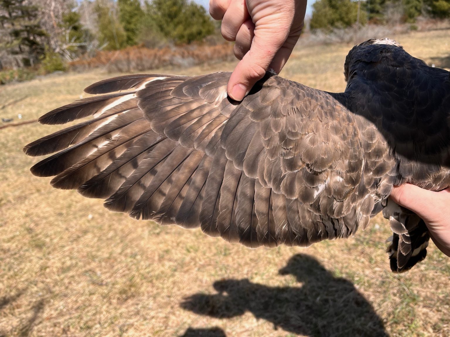 Raptor Banding Blind Two - Week 2 - Mackinac Straits Raptor Watch