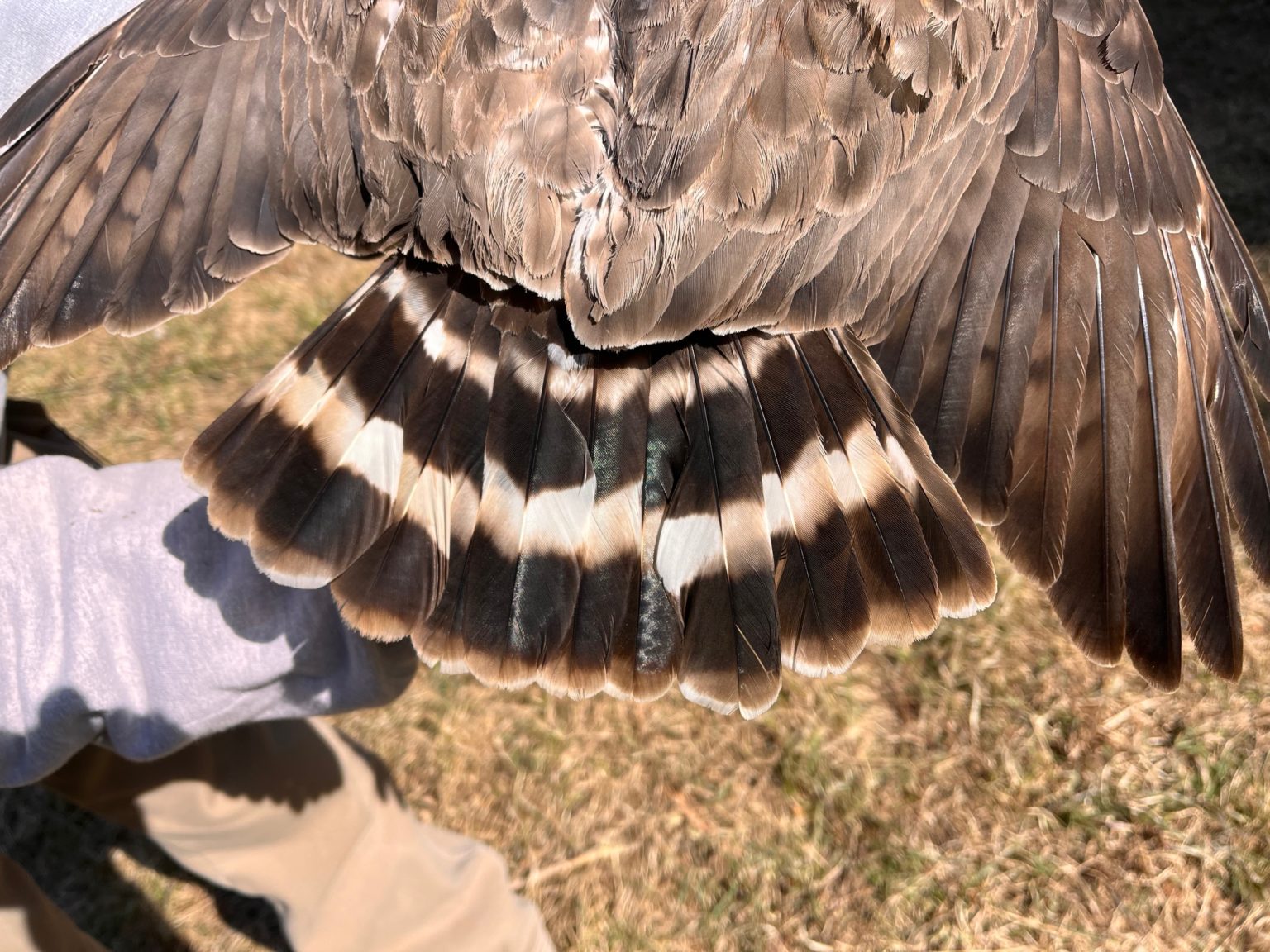 Raptor Banding Blind Two - Week 2 - Mackinac Straits Raptor Watch