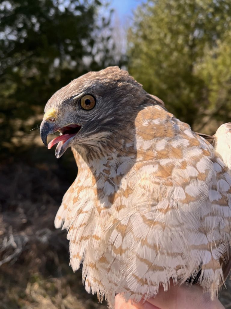 Raptor Banding Blind Two - Week 2 - Mackinac Straits Raptor Watch