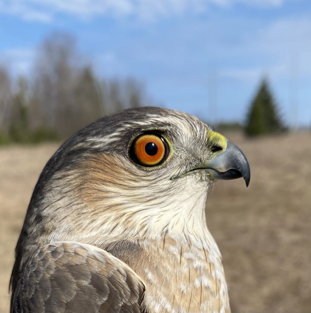 Raptor Banding: Week 4 - Mackinac Straits Raptor Watch