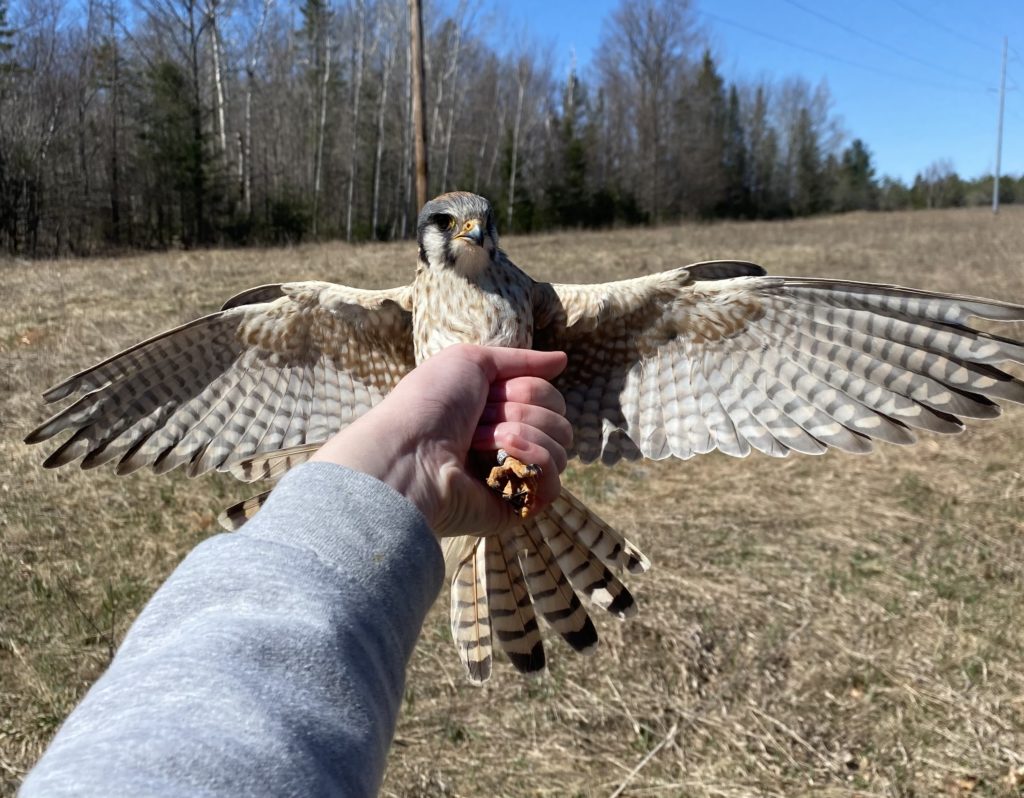 Raptor Banding: Week 2 - Mackinac Straits Raptor Watch
