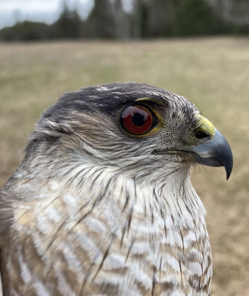 Raptor Banding: Week 4 - Mackinac Straits Raptor Watch