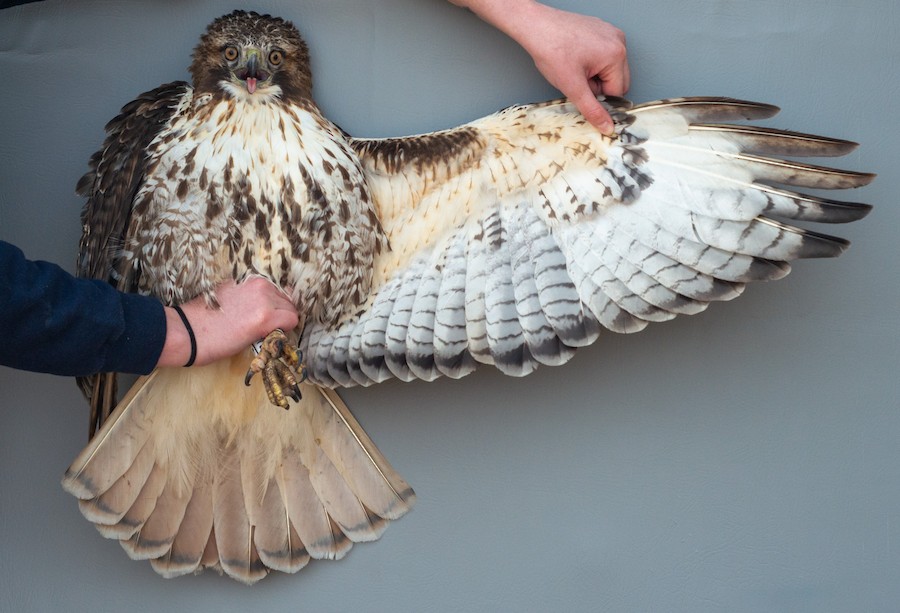 Raptor Banding: Week 3 - Mackinac Straits Raptor Watch