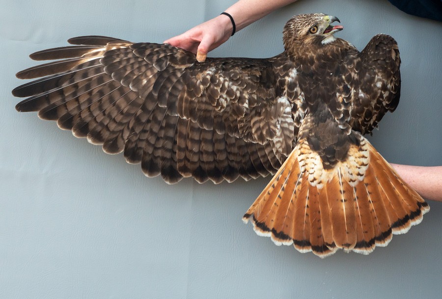 Raptor Banding: Week 3 - Mackinac Straits Raptor Watch