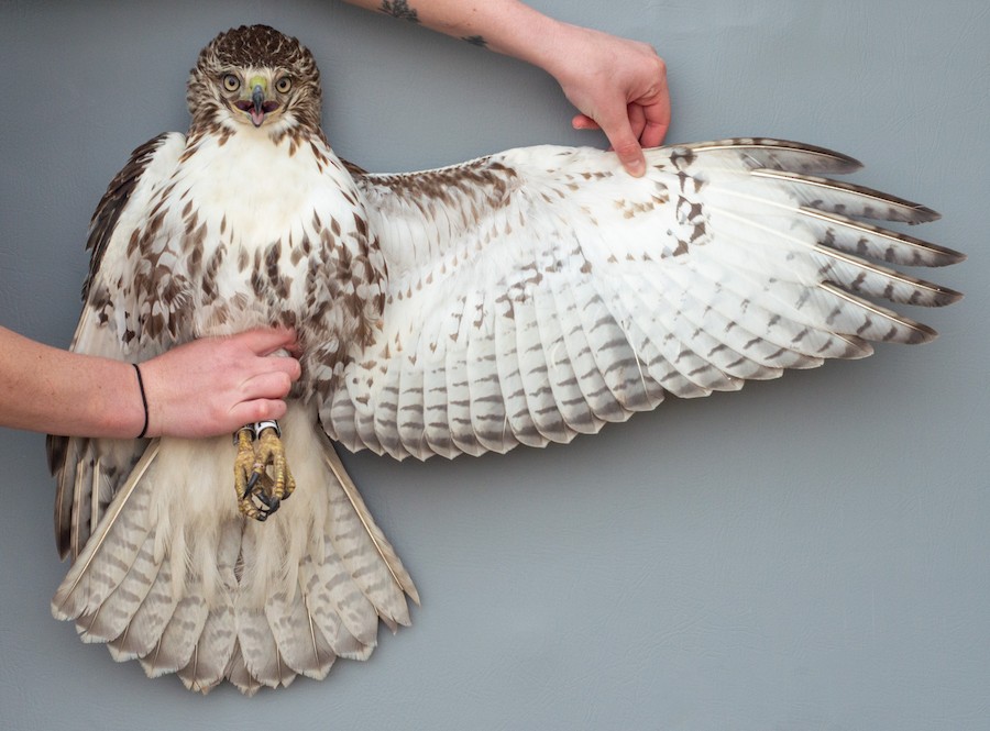 Raptor Banding: Week 3 - Mackinac Straits Raptor Watch