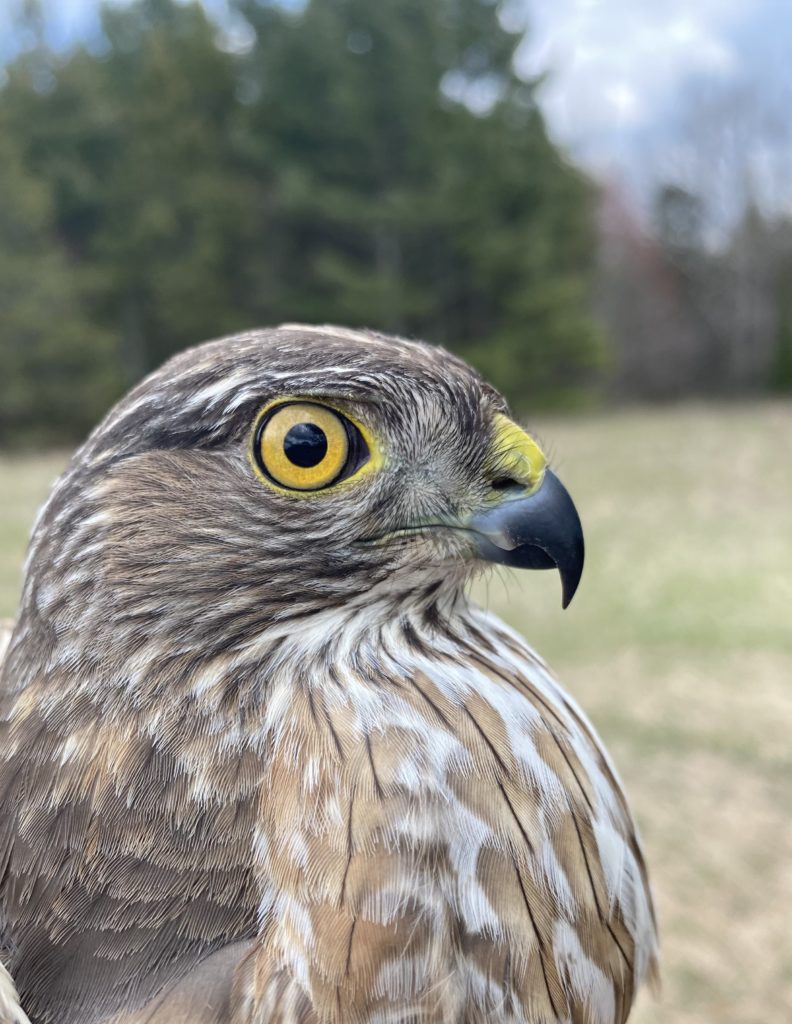 Raptor Banding: Week 4 - Mackinac Straits Raptor Watch