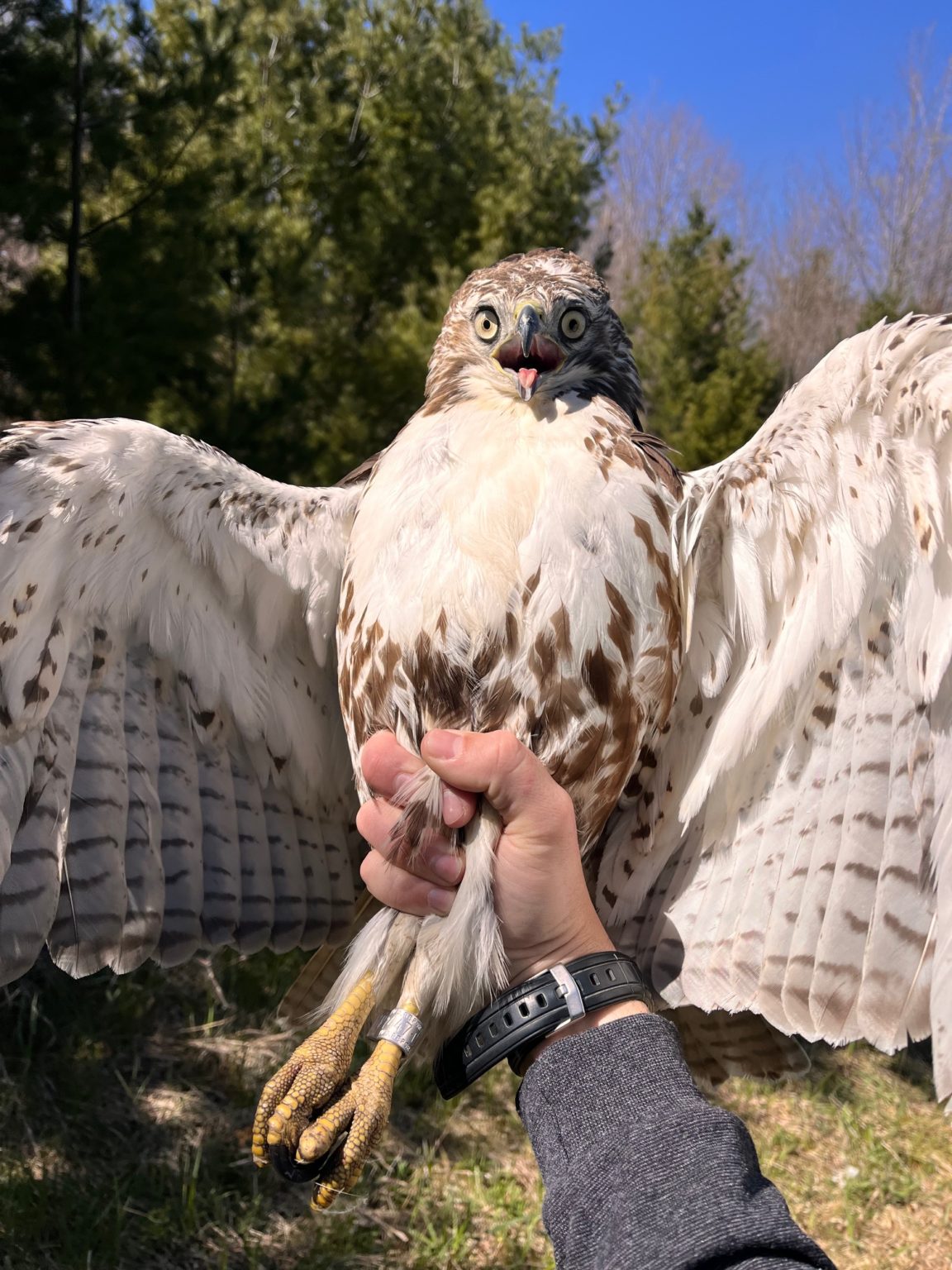 Raptor Banding Blind Two - Week 5 - Mackinac Straits Raptor Watch