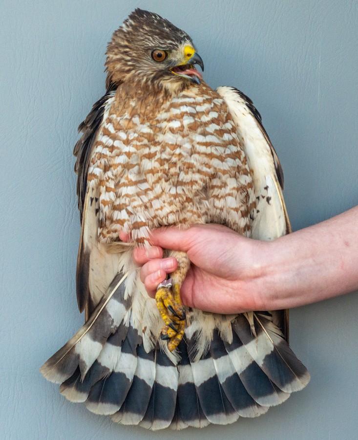Raptor Banding: Week 5 - Mackinac Straits Raptor Watch