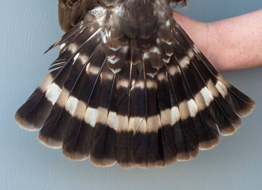 Raptor Banding: Week 5 - Mackinac Straits Raptor Watch