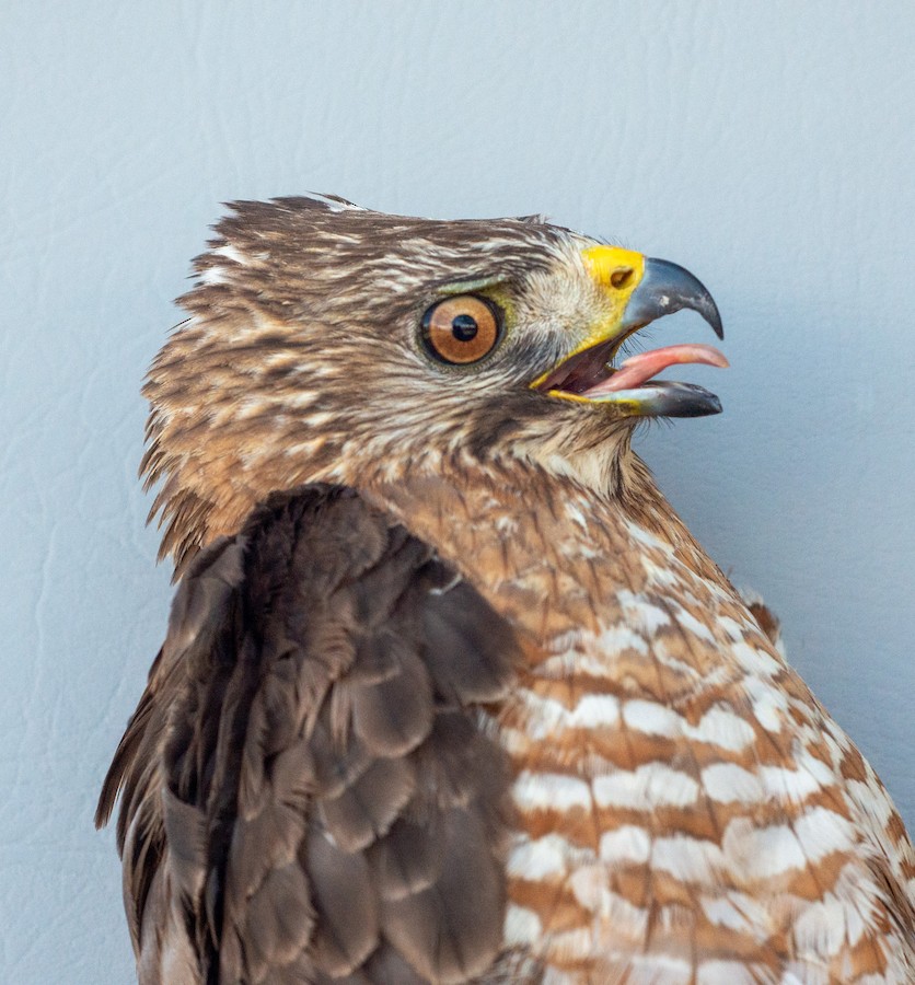 Raptor Banding: Week 5 - Mackinac Straits Raptor Watch