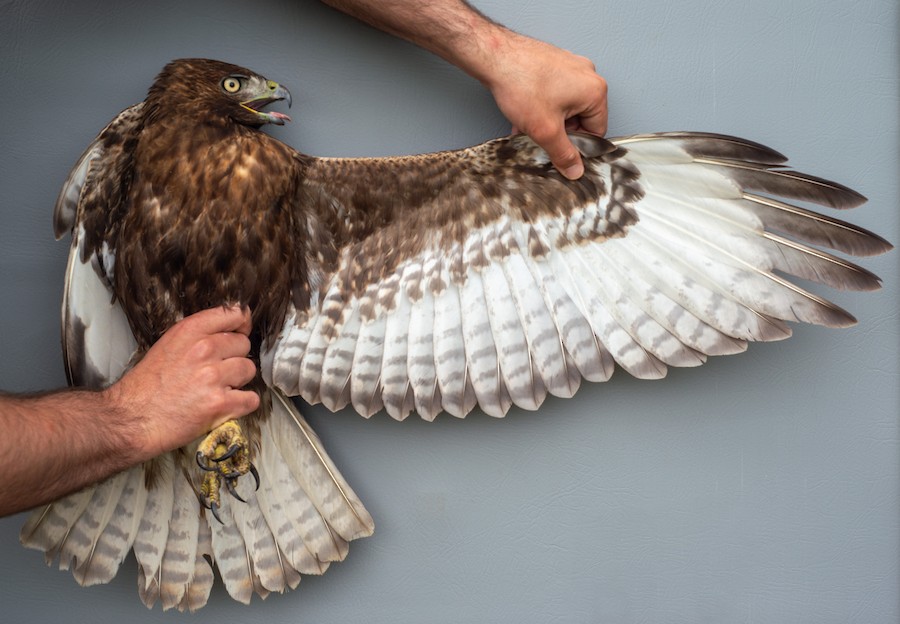 Raptor Banding: Weeks 7-8 - Mackinac Straits Raptor Watch