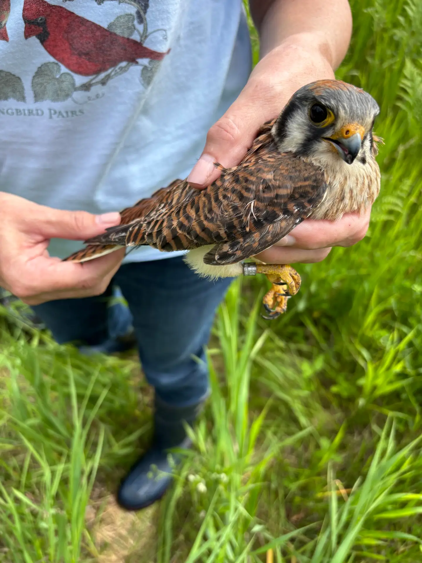 Banding Am. Kestrel nestlings - Mackinac Straits Raptor Watch
